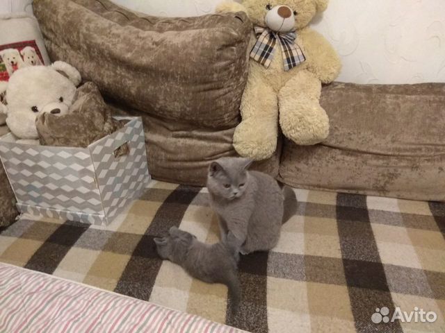 Котенок в дар