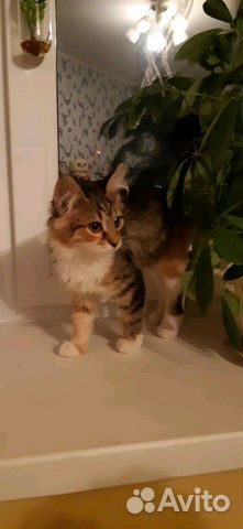 Котёнок девочка Дженни, сибирская