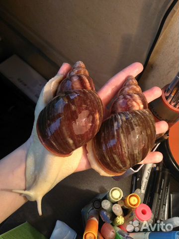 Улитка архахатина сп Бенин