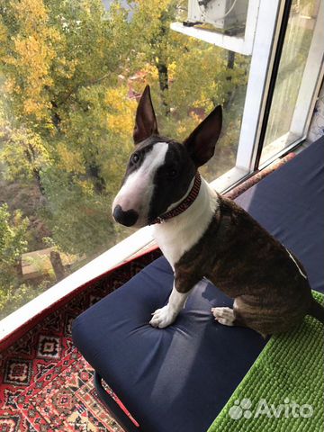 Продам щенка мини-бультерьера