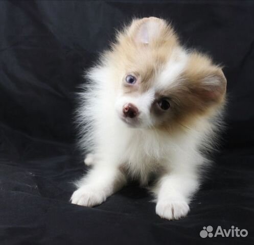 Девочка (мини)