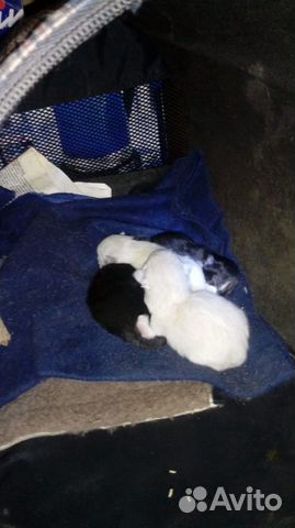 Котёнок