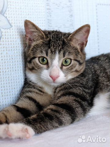 Котенок Бориска