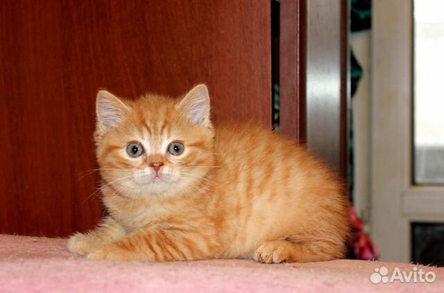 Веня. Я стану наглой рыжей мордой