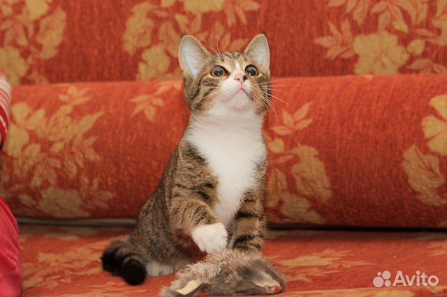 Котик в дар