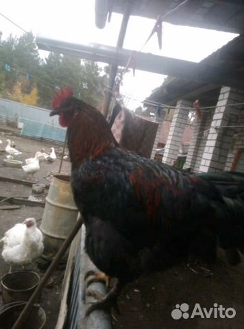 Продам петухов