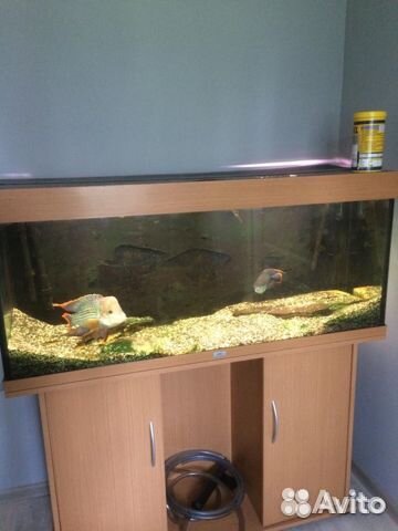 Juwel PIO 240 л
