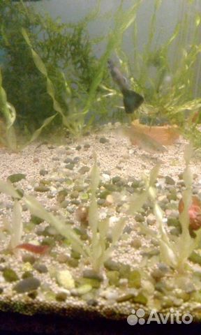 Рыба. Гуппи