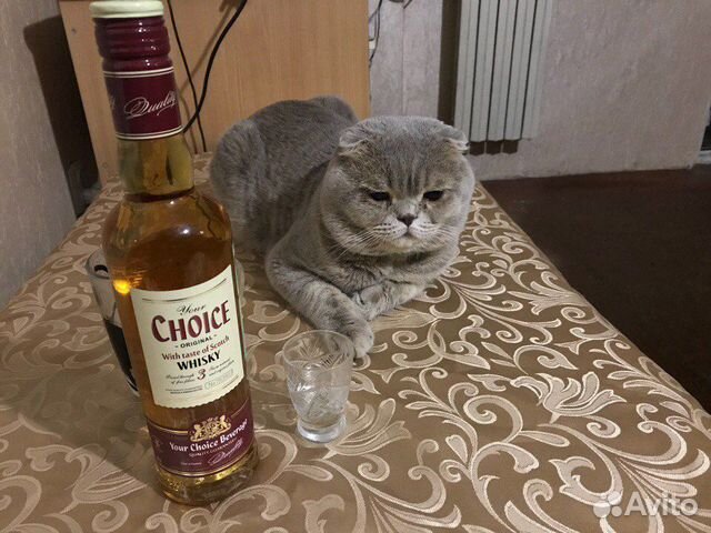 Шотландский Красавец