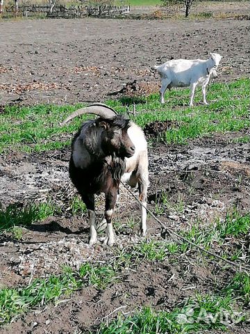 Племенной козел