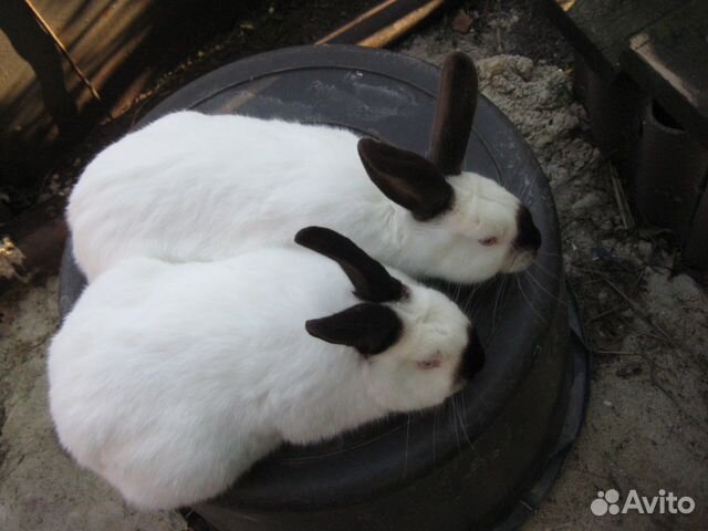 Калифорнийцы