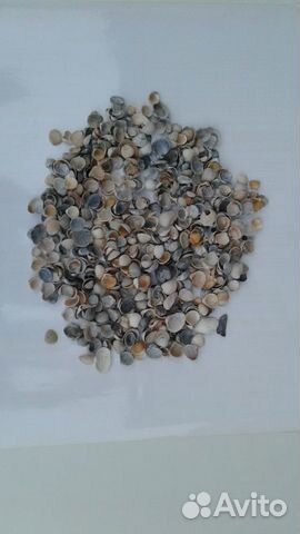 Ракушки морские