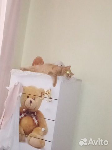 Скотиш страйт. Кот. Шотландец не вислоухий