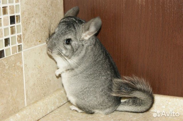 Шиншилла девочка 5 месяца