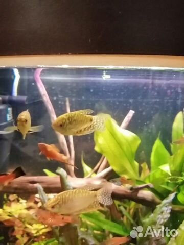 Гурами медовый (помесь с жемчужным)