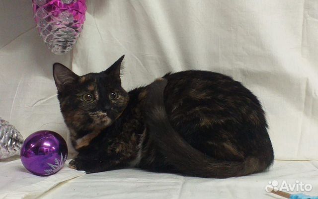 Кошечка в добрые руки. Василиса