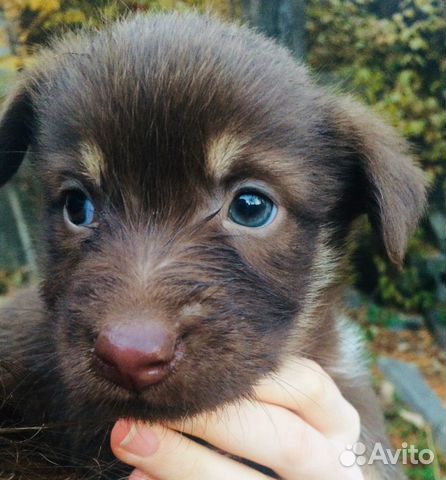 Отдаём малышек и малыша в добрые руки.Симферополь