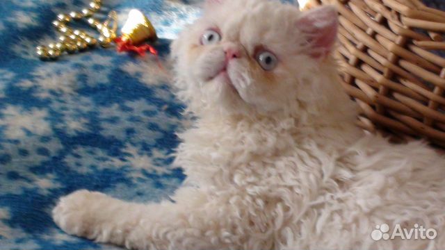 Игривые курносики