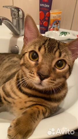 Продам котёнка бенгал 8 месяцев