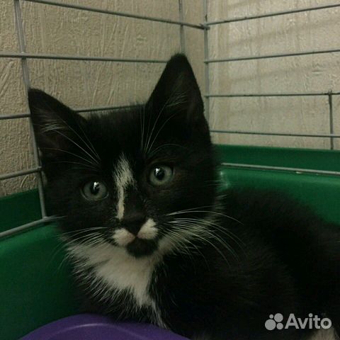 Котенок Чарли Чаплин