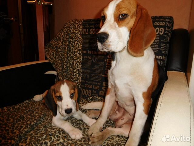 Супер бигли