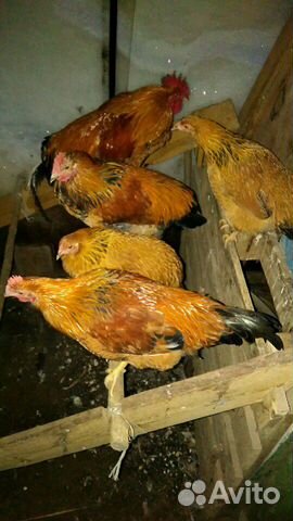 Куры Кучинские