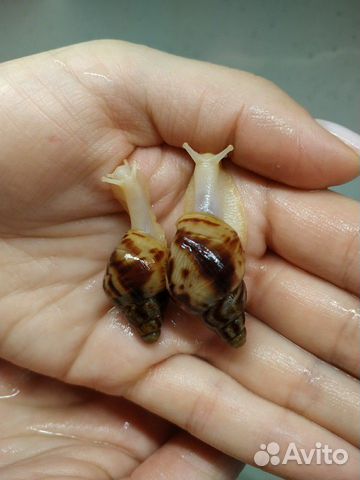 Отдадим в хорошие руки улиток-ахатин