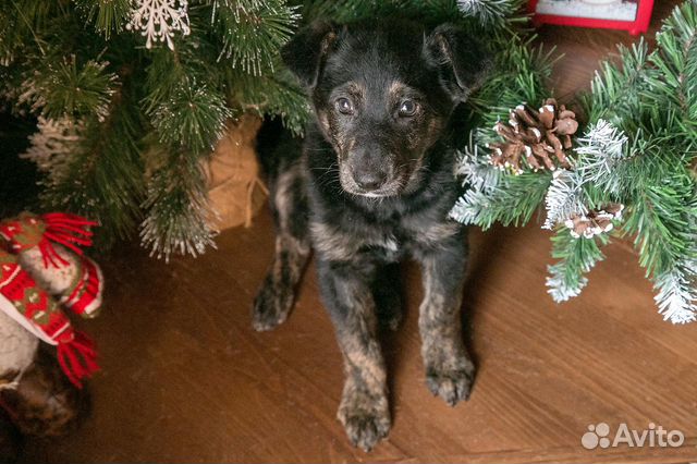 Щенок Юка привита и стерилизован Привезу бесплатно