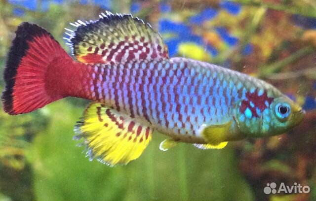 Нотобранхиусы Гюнтера