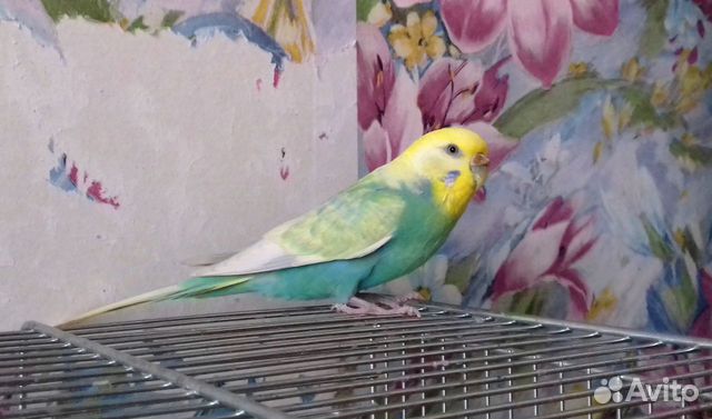 Попугай волнистик (девочка)