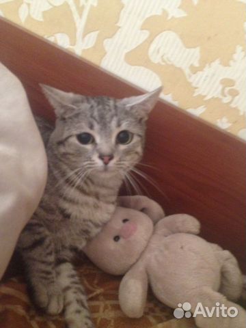 Кот 1 год