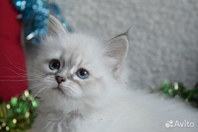 Невский маскарадный котёнок-девочка