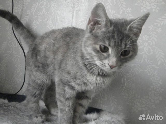 Полубританская стерилизованная кошечка Нюша