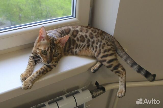 Молодая бенгалочка