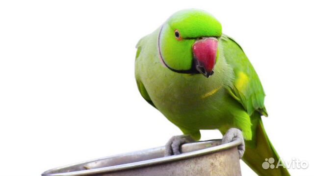 Разводная пара ожереловых попугаев