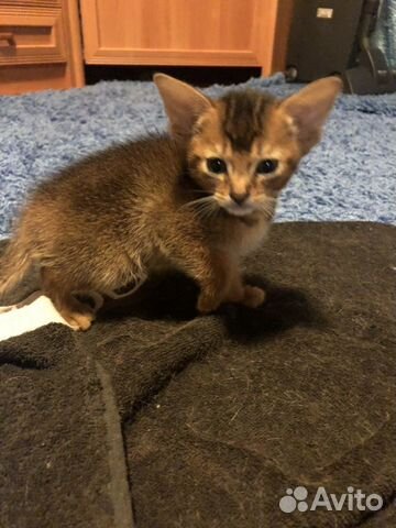 Абиссинские котята
