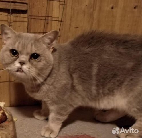 Британский кот 1,5года спасите от усыпления