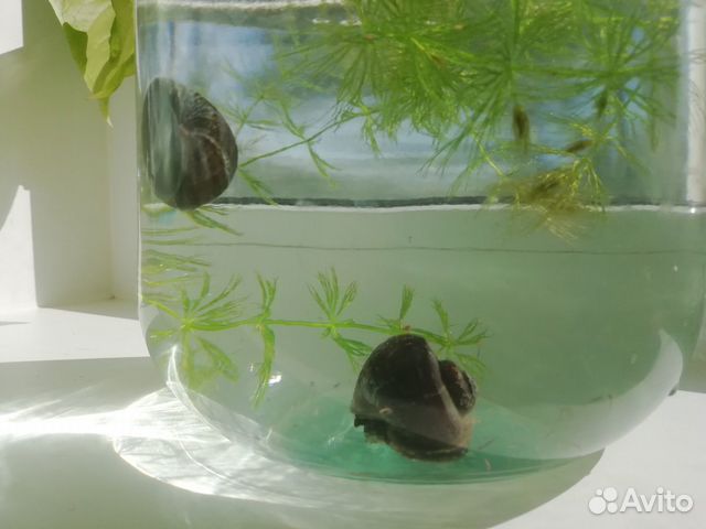 Отдам улиток аквариумных 2 шт. бесплатно