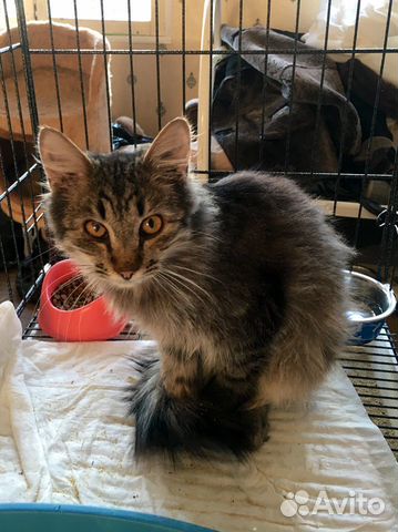 Ласковый котенок