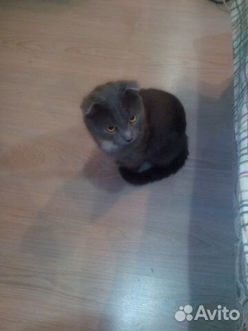 Отдам кота в добрые руки