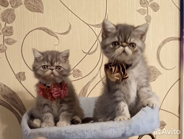 Экзотические котята