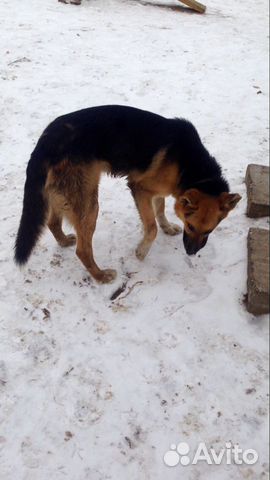 Немецкая овчарка - метисы разные