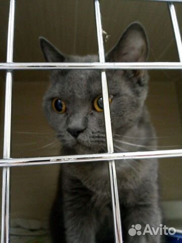 Кошка Британка