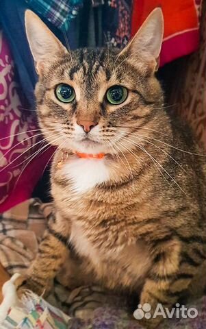 Кошка Афина