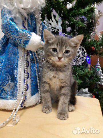 Котёнок шустрый, мальчик