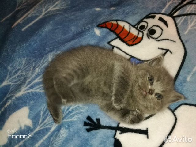 Британские котята