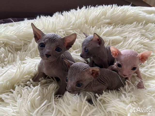 Котята Донского сфинкса