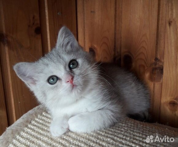 Шотландская