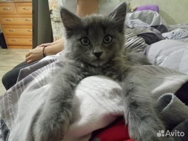 Котёнок мальчик Нибелунг