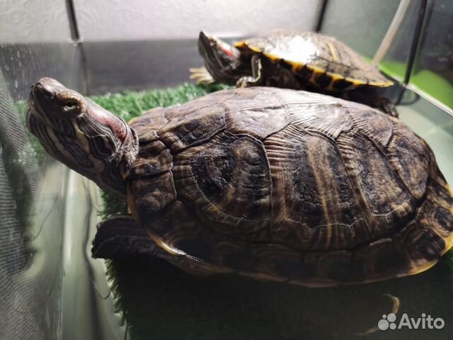 Черепаха морская красноухая